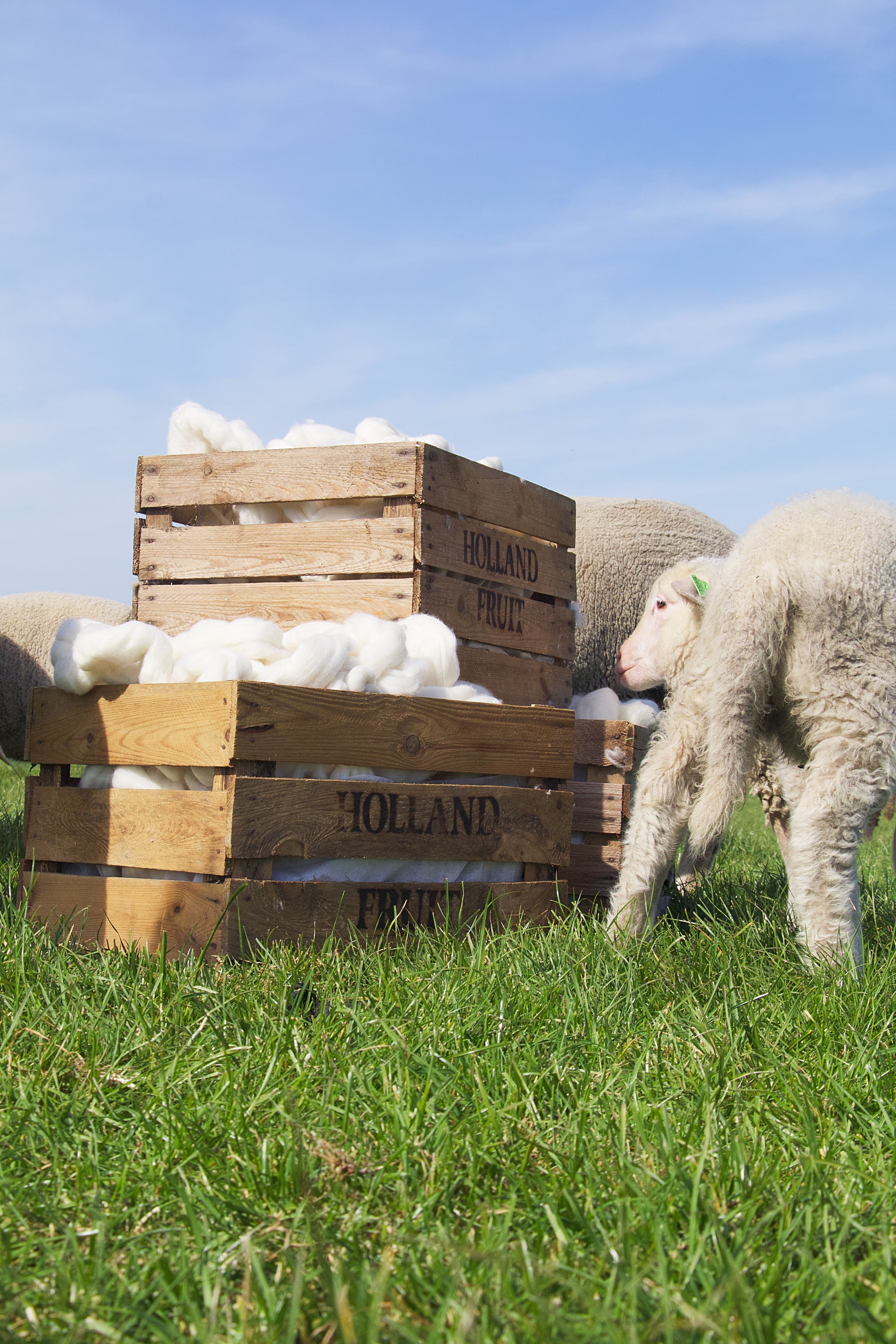 Yarns & wool – The Knitwit Stable