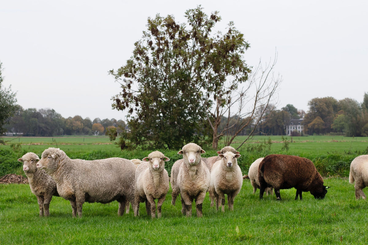 Nederlandse wol – The Knitwit Stable